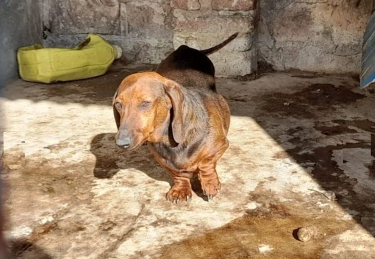 Recibieron en Monte Grande a 52 perros del criadero clandestino de ...