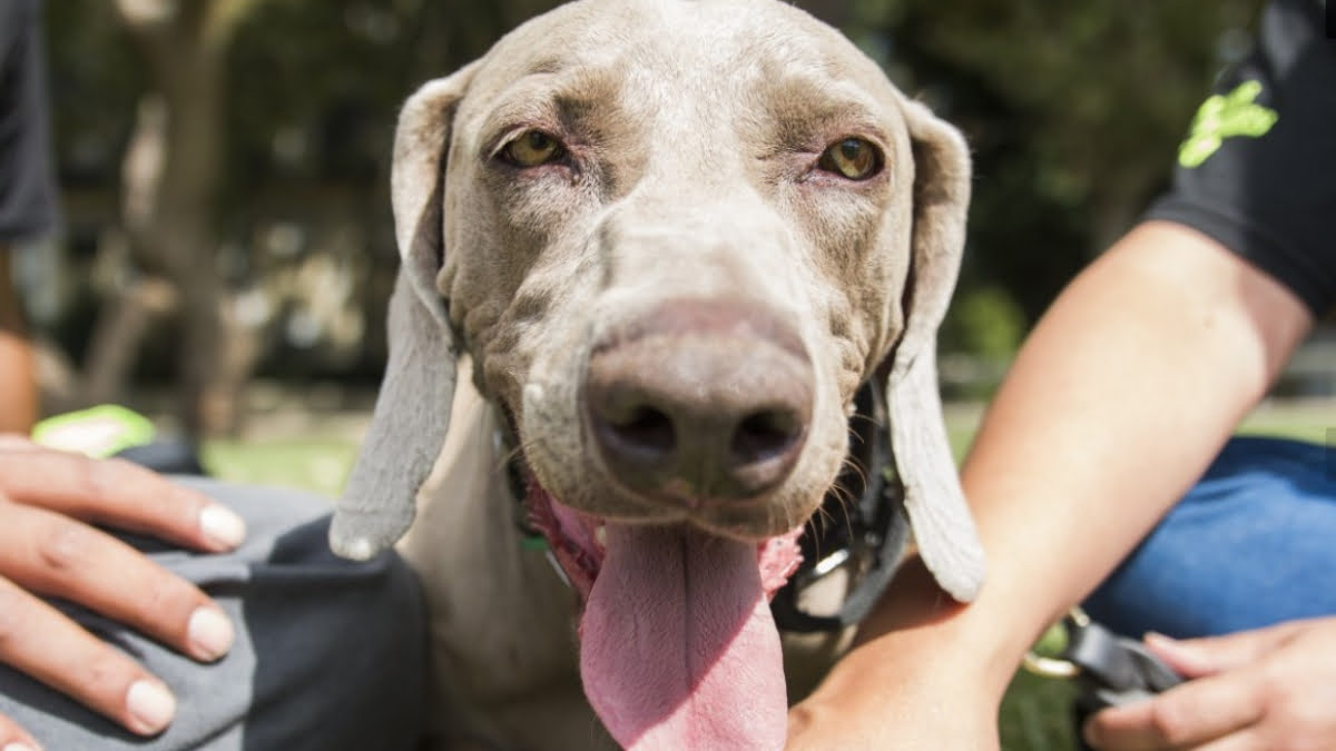 La heroica historia de Bruno, el perro rastreador de Escobar que le ...